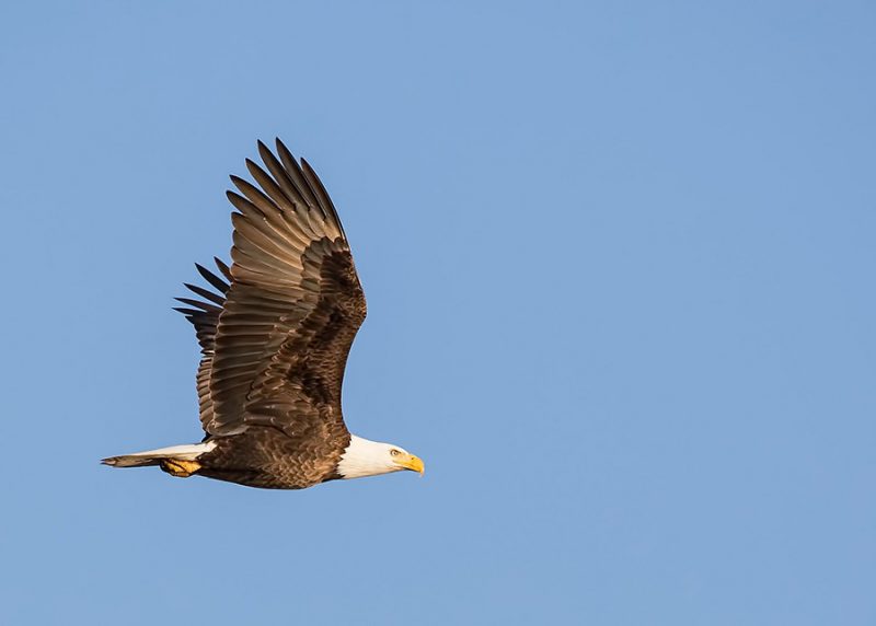 How to Photograph Birds in Flight: Pictures That Soar